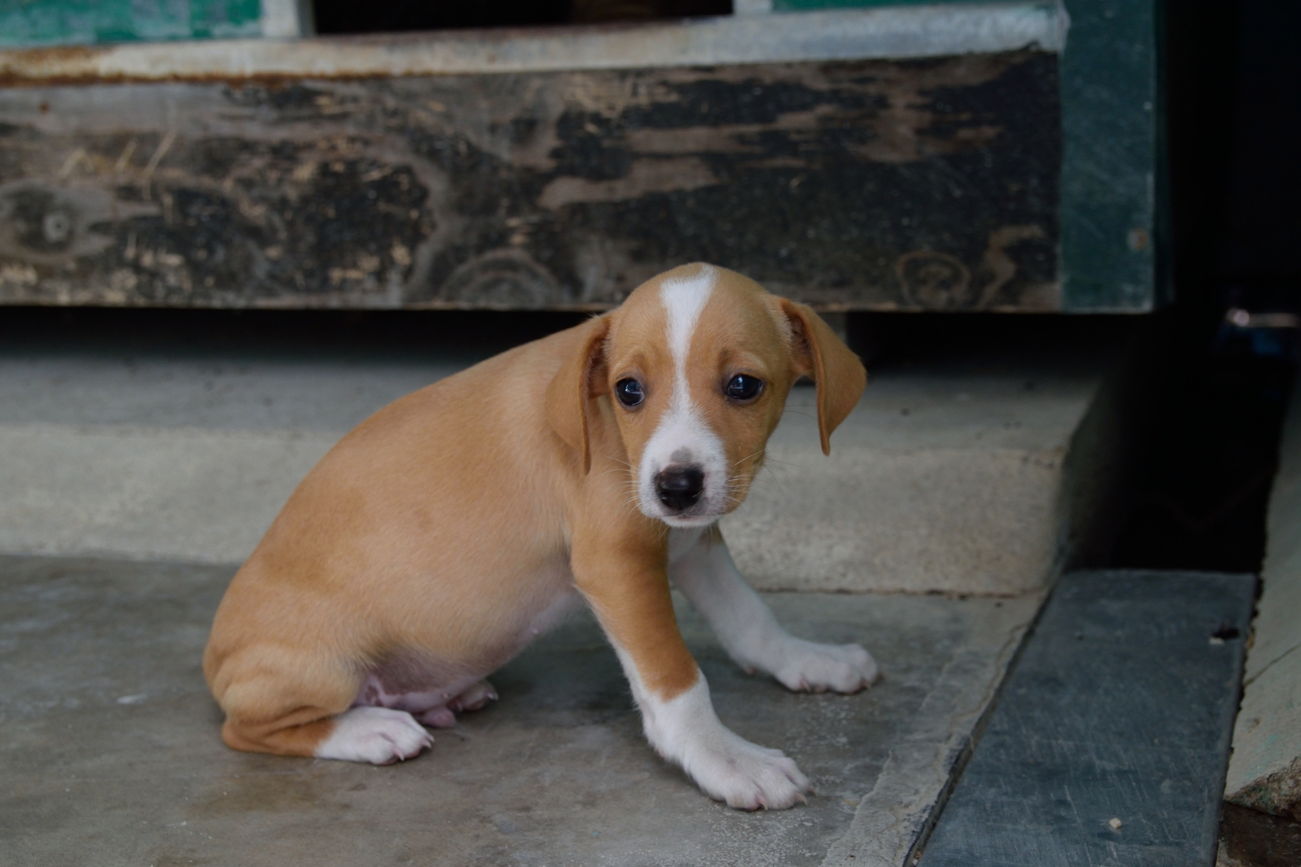 Rifugio San Francesco | Canile Padova