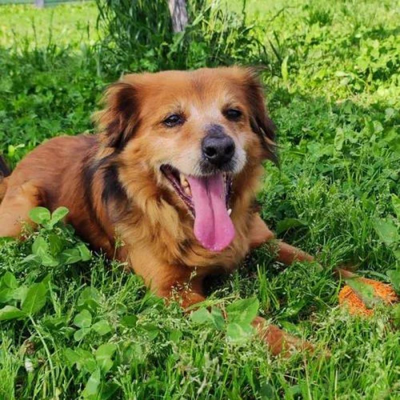 Jockey | Canile Padova