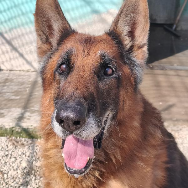 Adozione cani | Canile Padova