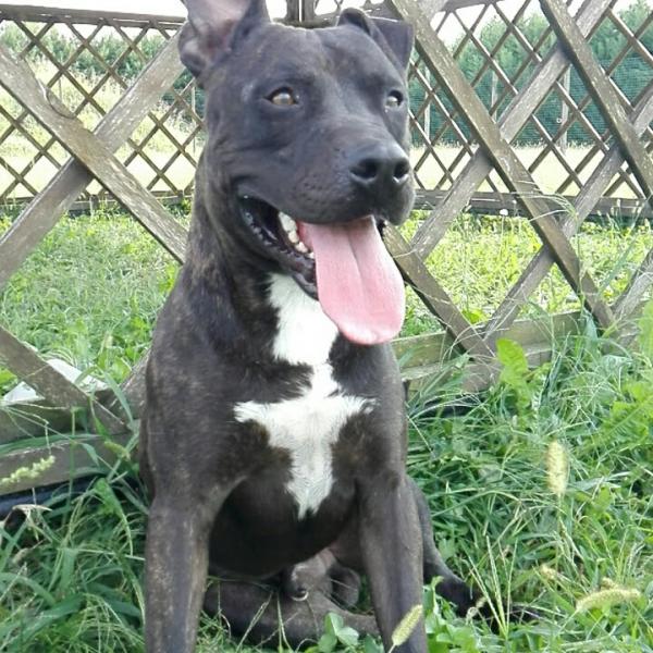 Adozione cani | Canile Padova