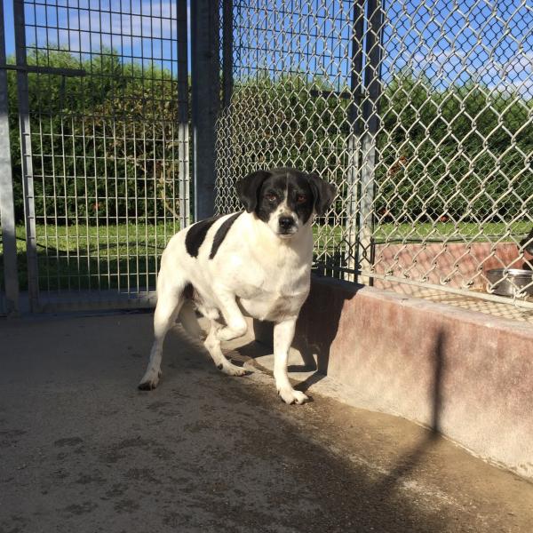 Adozione cani | Canile Padova