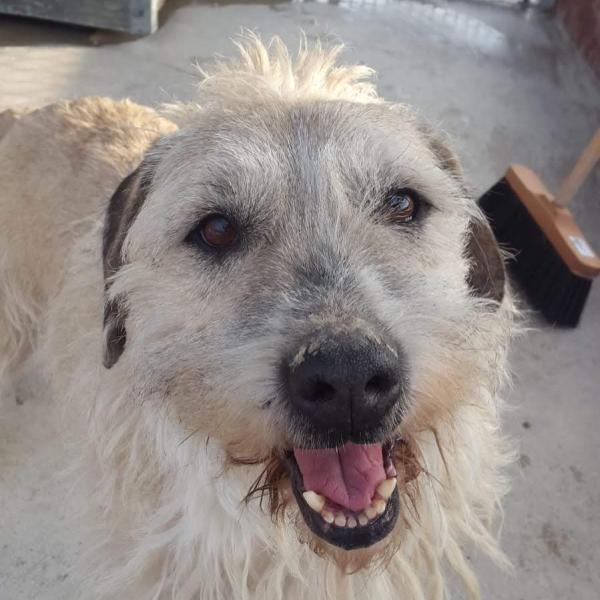 Adozione cani | Canile Padova