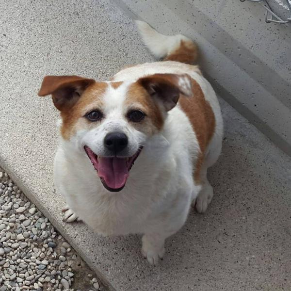 Adozione cani | Canile Padova