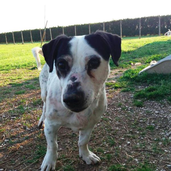 Adozione cani | Canile Padova