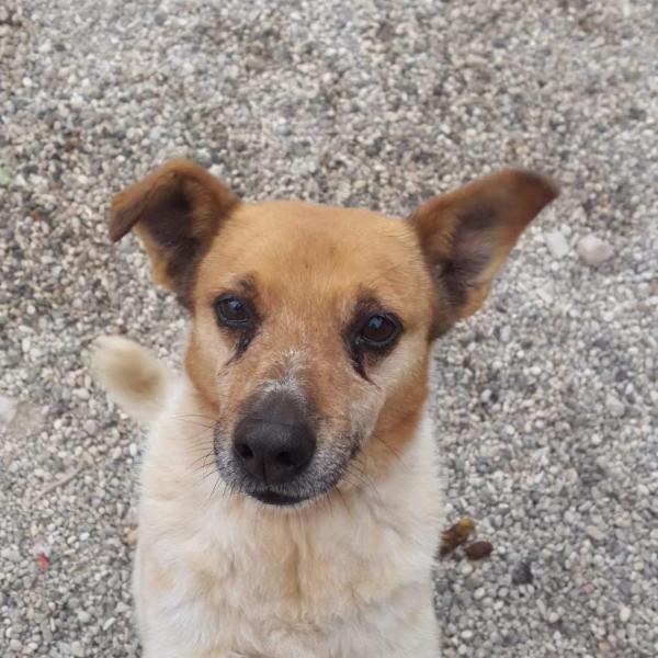 Adozione cani | Canile Padova