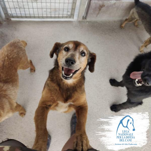 Adozione cani | Canile Padova